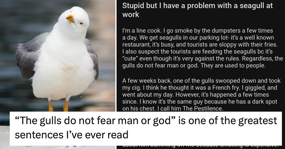 This tale of a cook being bullied by a seagull nicknamed 'The ...