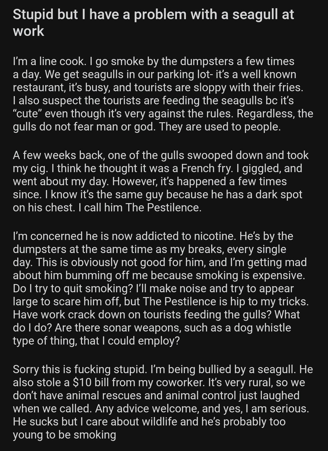 This hilarious tale of a chef constantly being bothered by a seagull ...