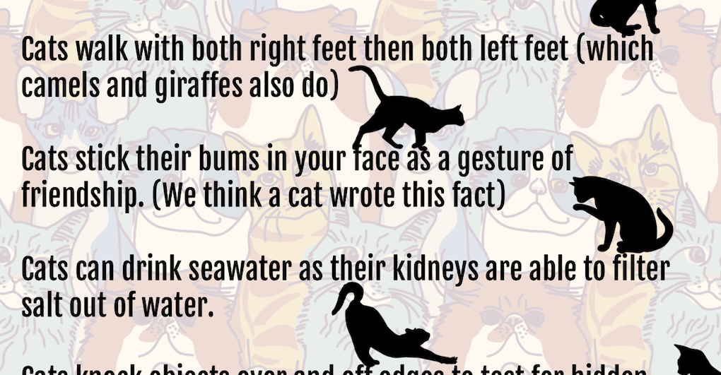 To celebrate International Cat Day here are 10 fun facts you might not ...