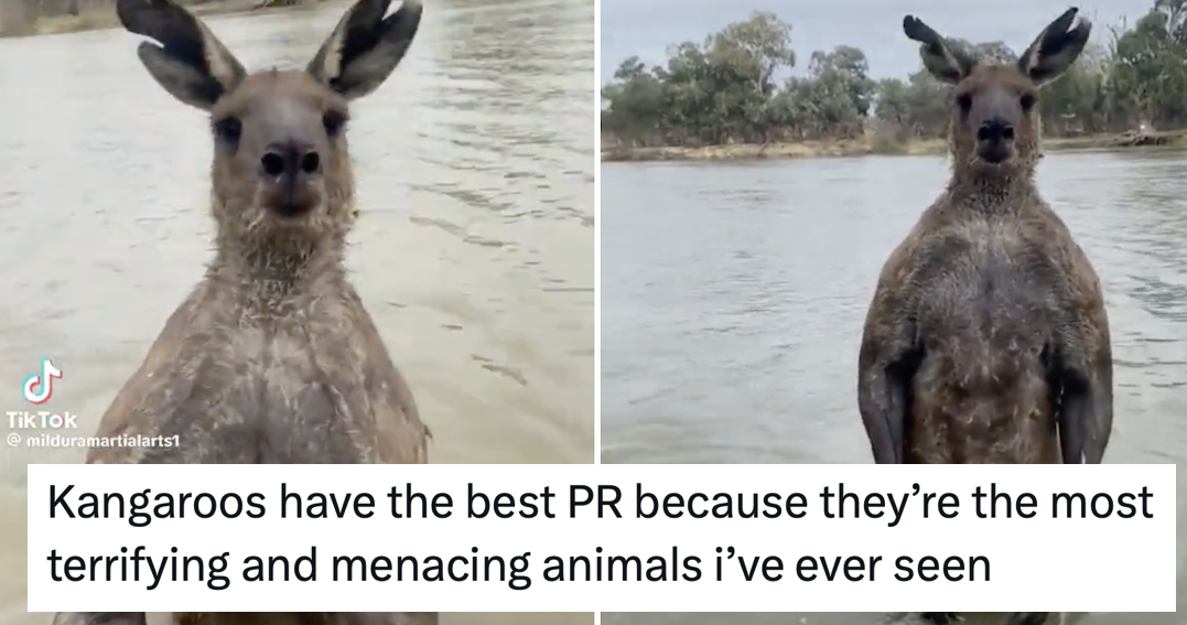 The terrifying video of this especially stacked kangaroo has gone ...