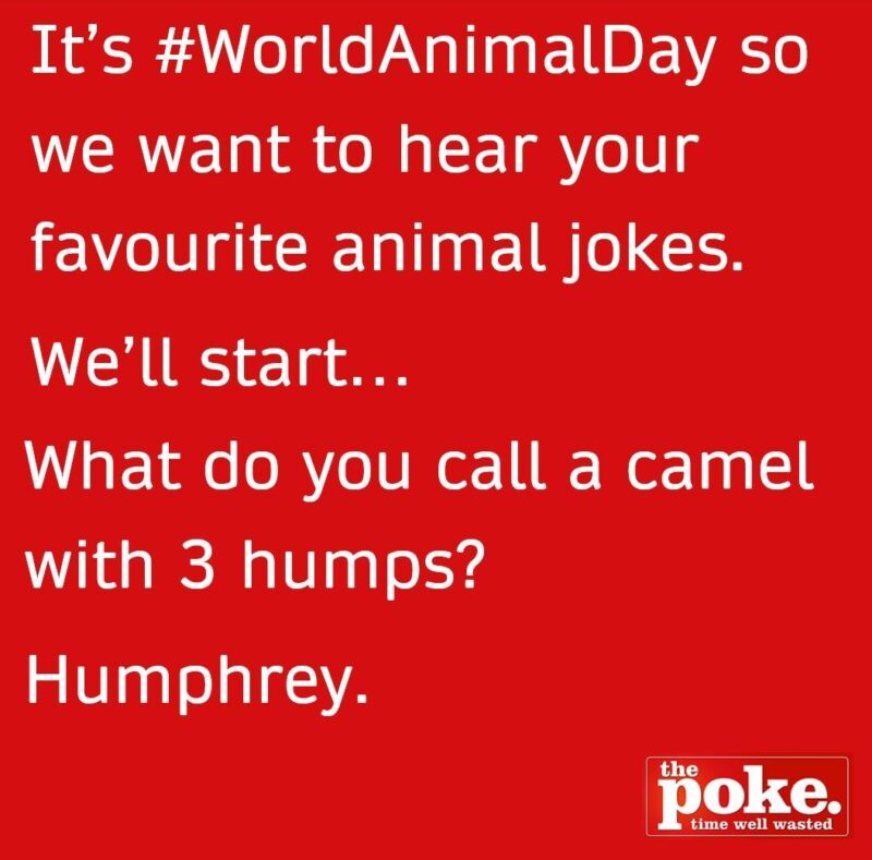 23 of the best (and sort of worst) animal jokes you've been telling us ...