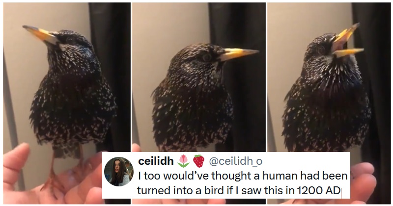 People were blown away by the remarkable mimicry talents of this ...