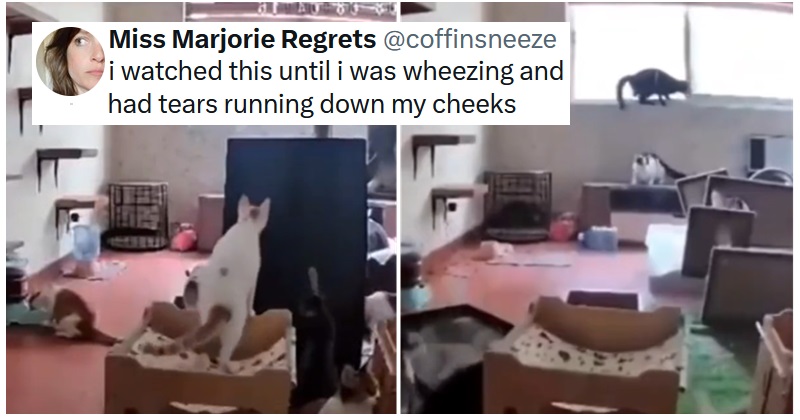 The most utterly chaotic cat video we have ever seen - The Poke