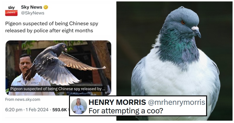 A headline about a suspected spy pigeon had the internet in a flap - 15 ...