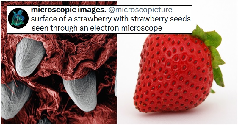 25 of the best extreme close-up pictures from 'Microscopic Images ...