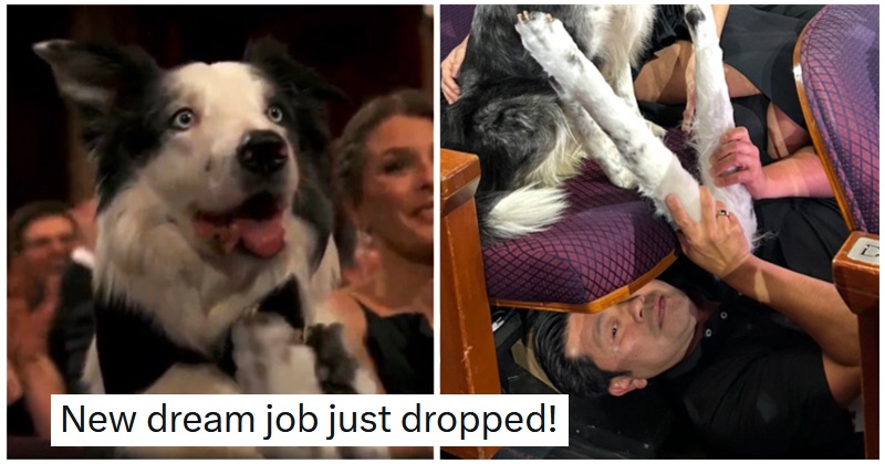 The internet was wowed by how Messi the 'clapping' dog stole the show ...