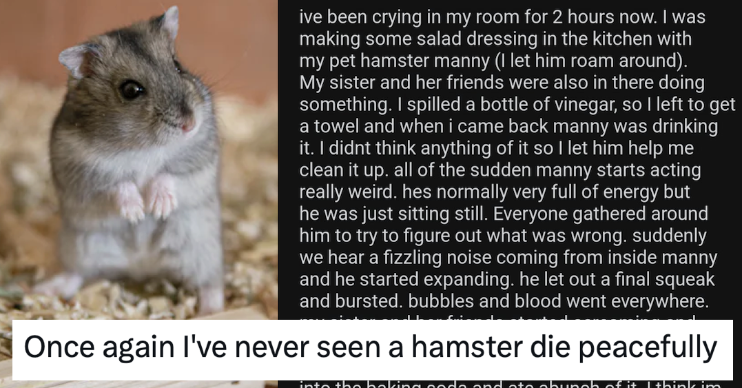 The tale of this exploding hamster went wildly viral and it's a ...