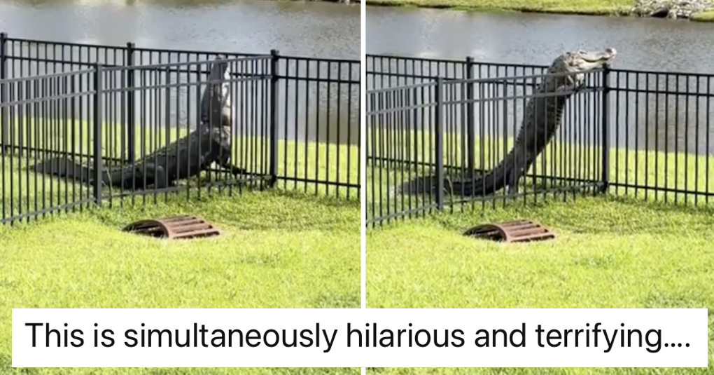 'As scary as they can be, alligators just don’t look as threatening ...