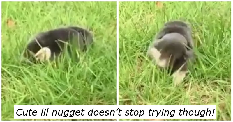 The way this mole walks is simply the best cuteness overload you'll see ...