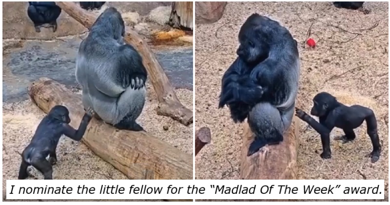 A baby gorilla chanced its arm to prank a silverback - and it's today's ...