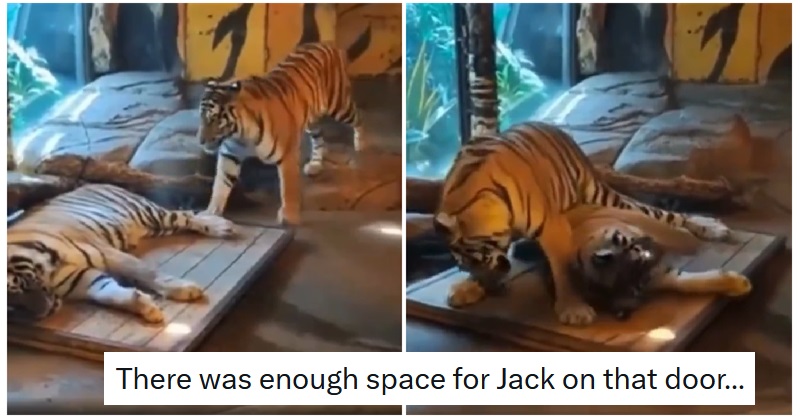 tiger - The Poke - The Poke