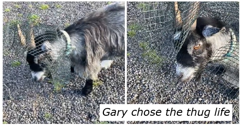 Everyone's favourite naughty goat - Gary the pr*ck - has been up to ...