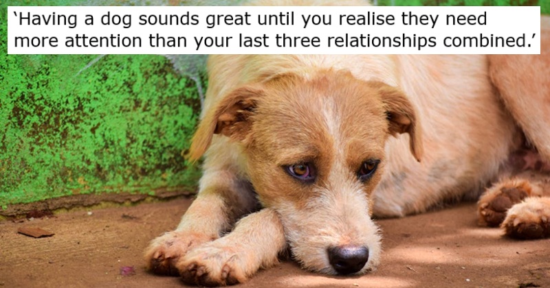 ‘Why DON’T you want to have a dog?’ - 17 reasons people are pooh ...