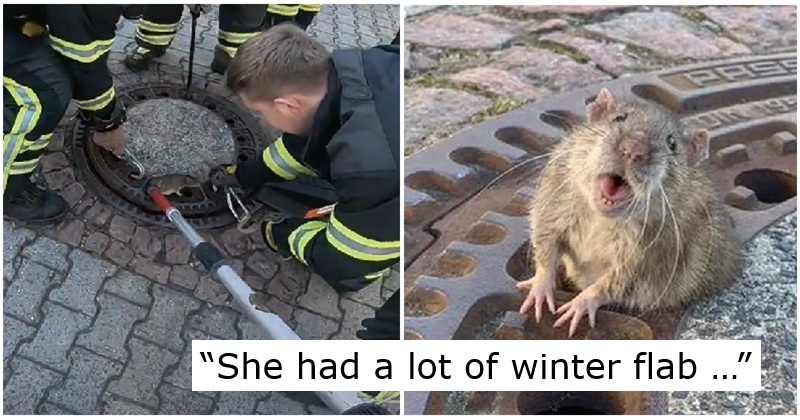 Even rats can fall foul of a few extra holiday inches - and this one ...