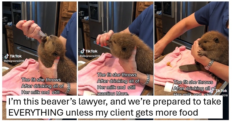 Need some mind bleach? Here's a baby beaver making the cutest noises to ...