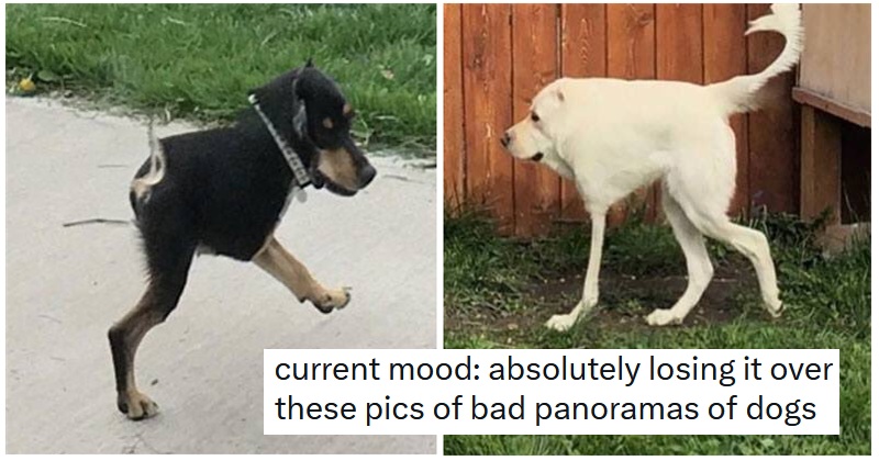 When panoramic photography goes hilariously or disturbingly wrong: dogs ...