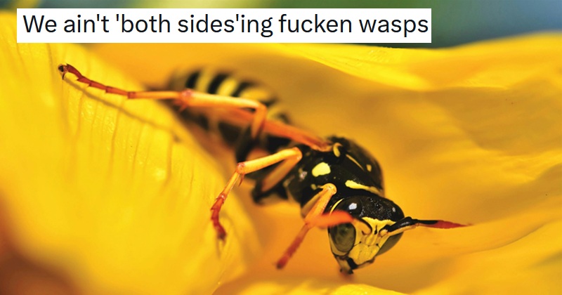 People had some stinging responses to a plea to give wasps a chance - 9 ...
