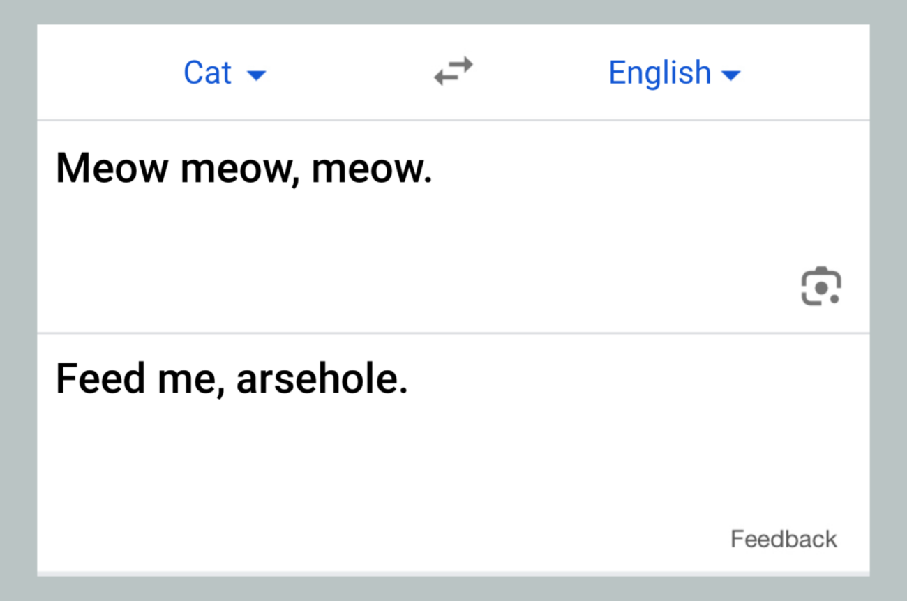 What we reckon cats would be saying if we could put their meows through ...