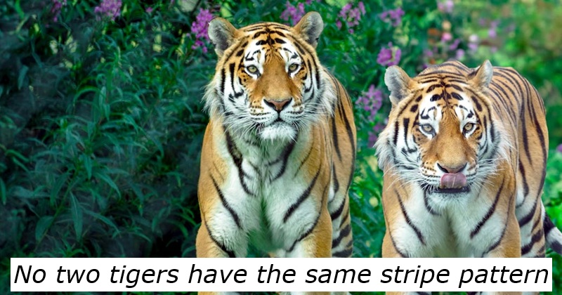 12 roarsome tiger facts to celebrate National Tiger Day - The Poke