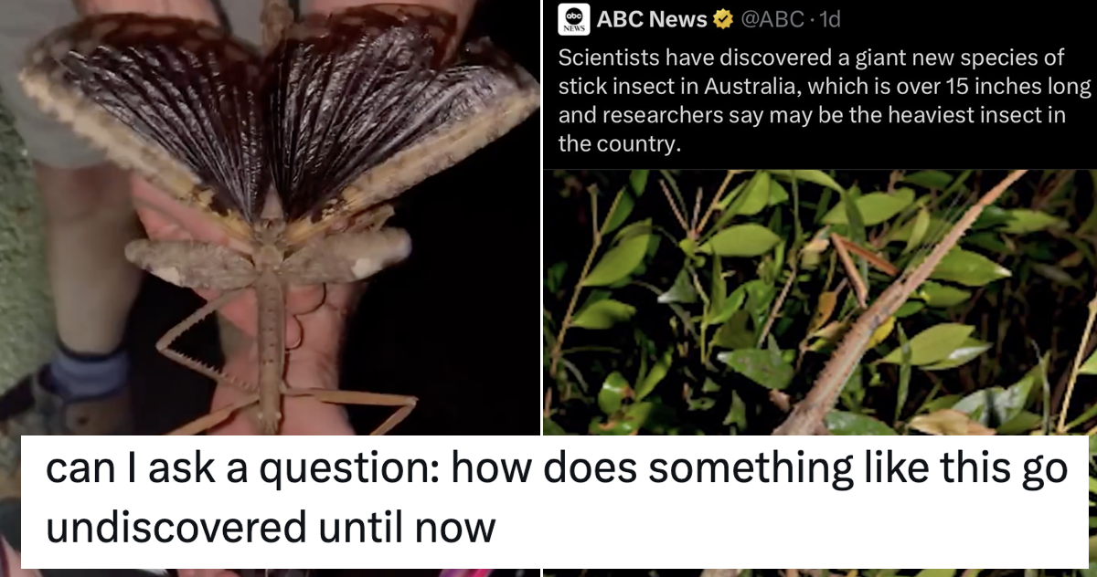 An 'entymologist' answered how a bug this big could have gone undiscovered until now and it's a ...