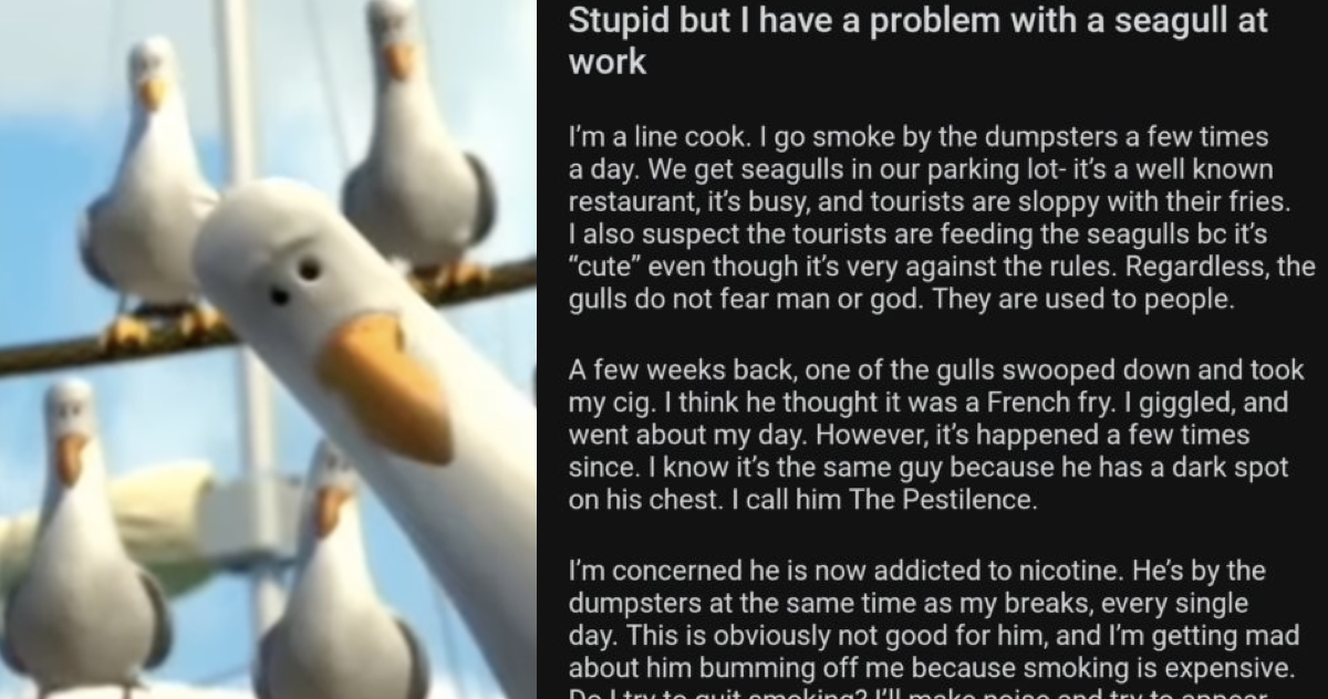 This hilarious tale of a chef constantly being bothered by a seagull ...