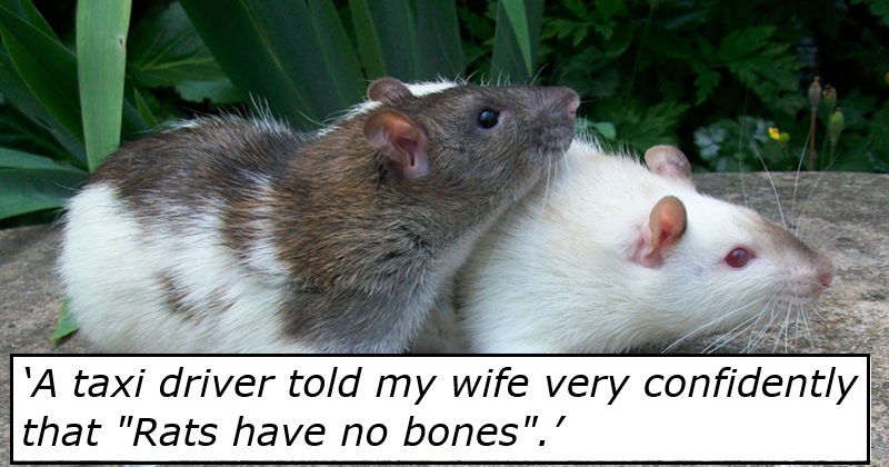 What's the stupidest thing someone has told you as a ‘fact’? - 17 ...